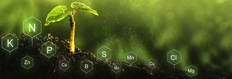 What Plant Nutrients Do and How to Fertilize – Homestead T.O.