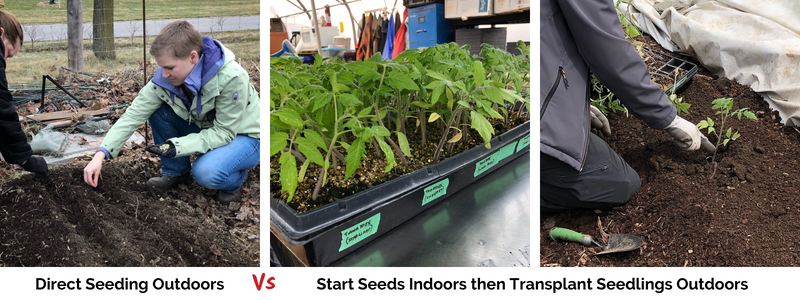 Starting Seeds Indoors vs Direct Seeding Outdoors – Homestead T.O.