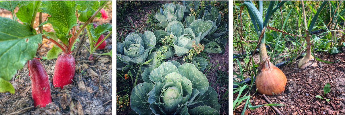 Planting Cool Crops: Maximizing Your Harvest with Cool-Weather ...